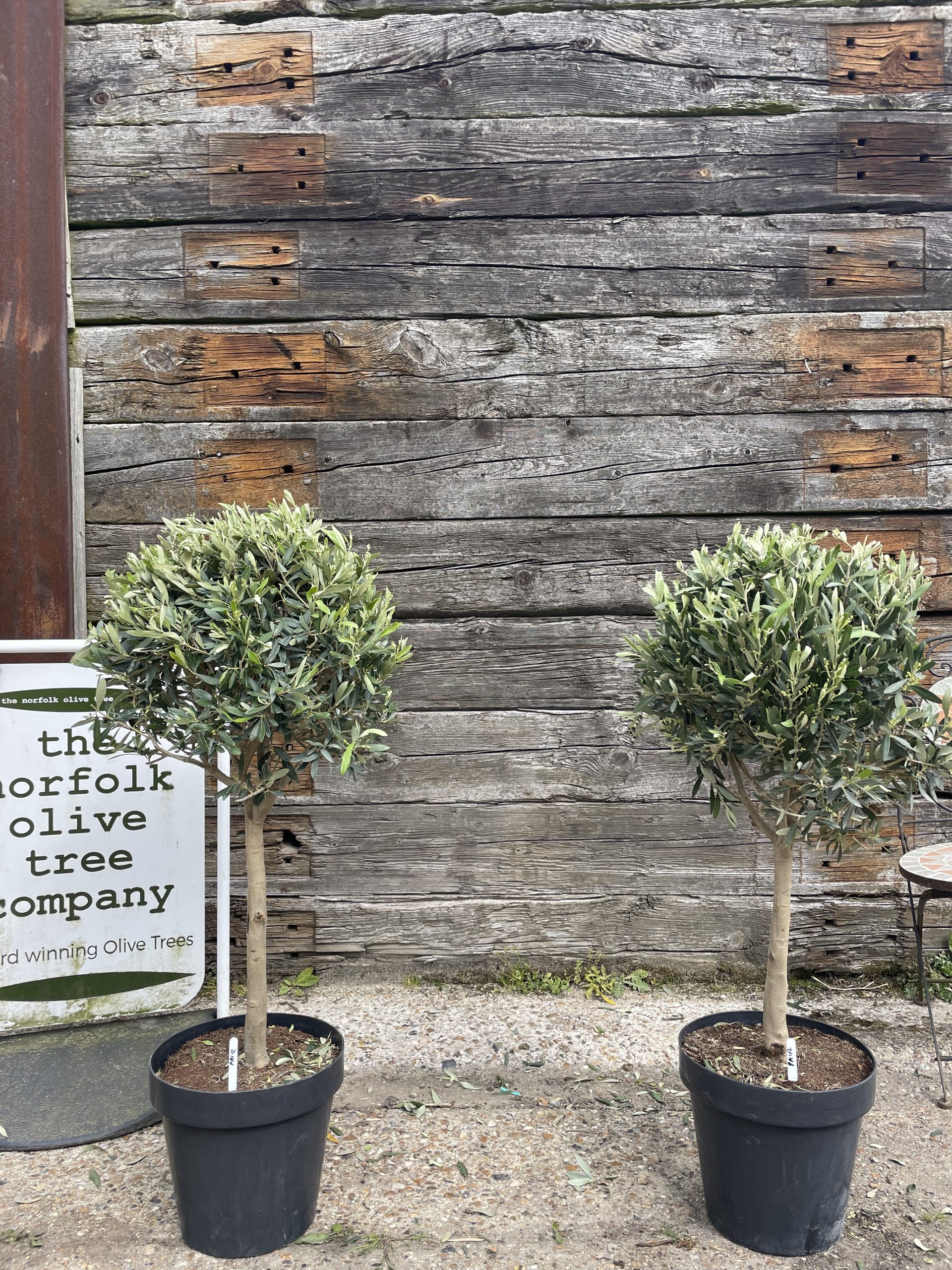 Pair of standard olive trees. Free delivery. - The Norfolk Olive Tree ...