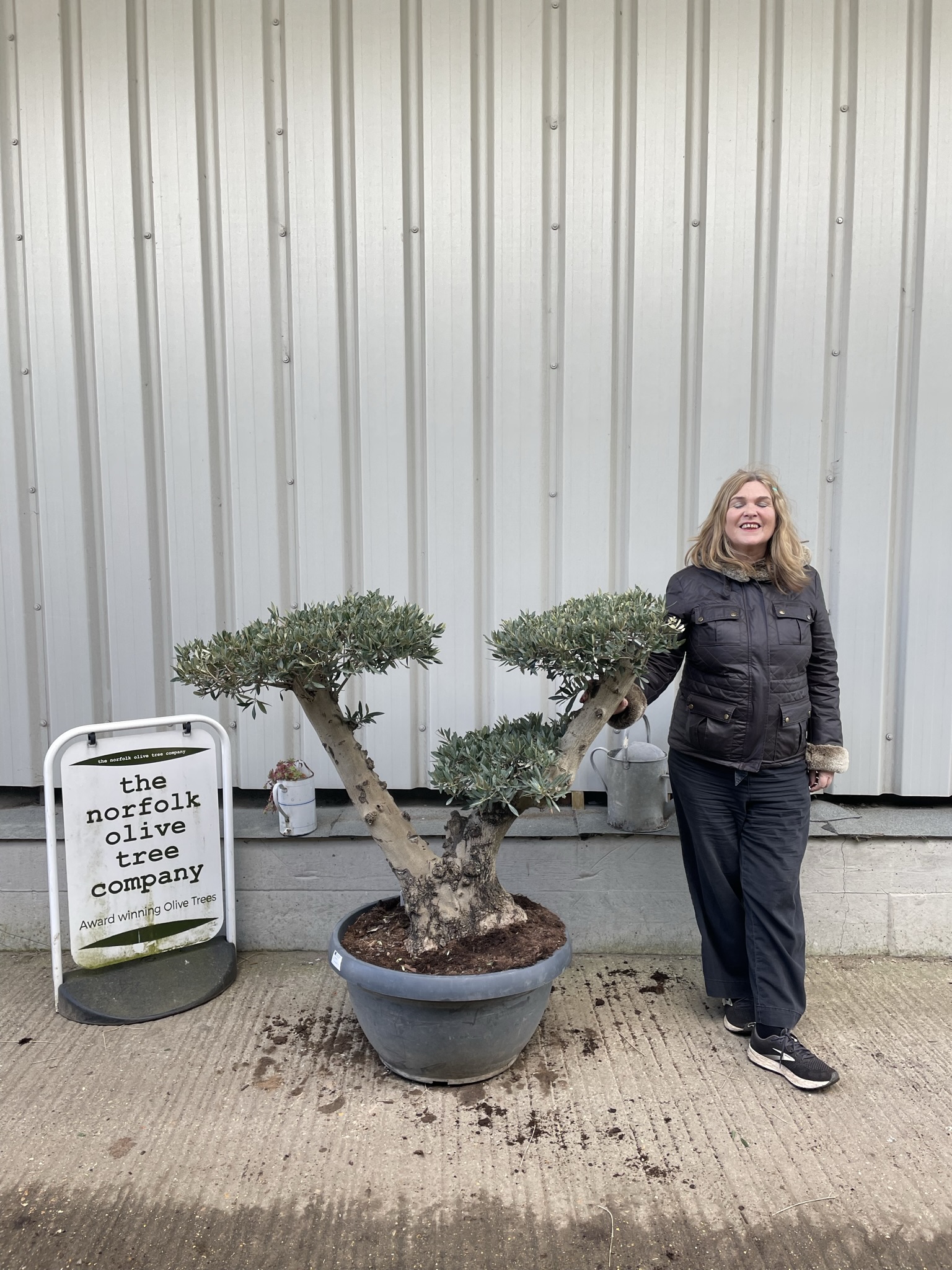 Topiary tree - new arrival - The Norfolk Olive Tree Company