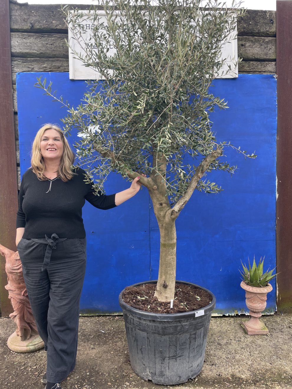 Smooth stem branched Olive tree - The Norfolk Olive Tree Company