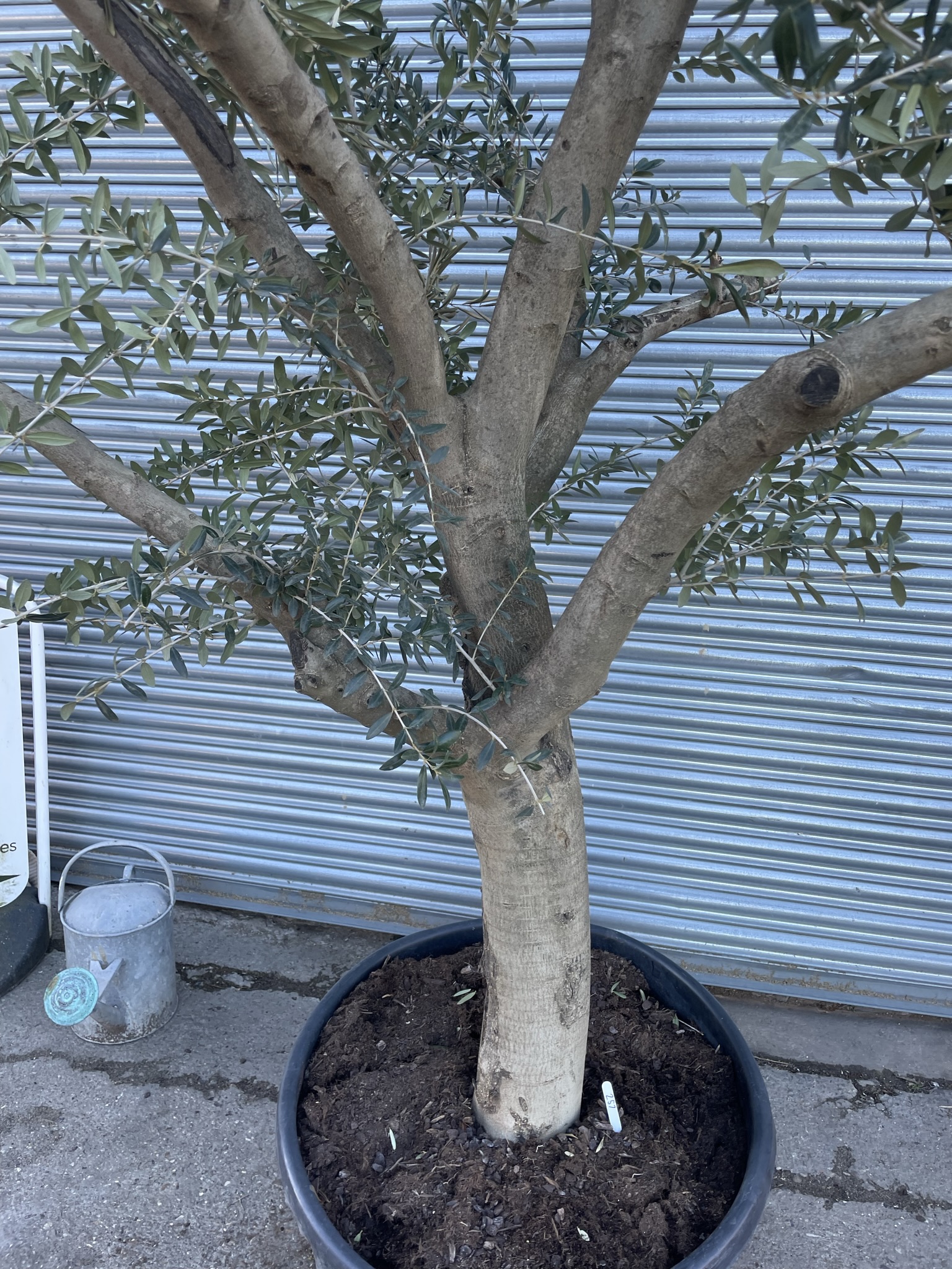 Smooth stem Olive tree - The Norfolk Olive Tree Company