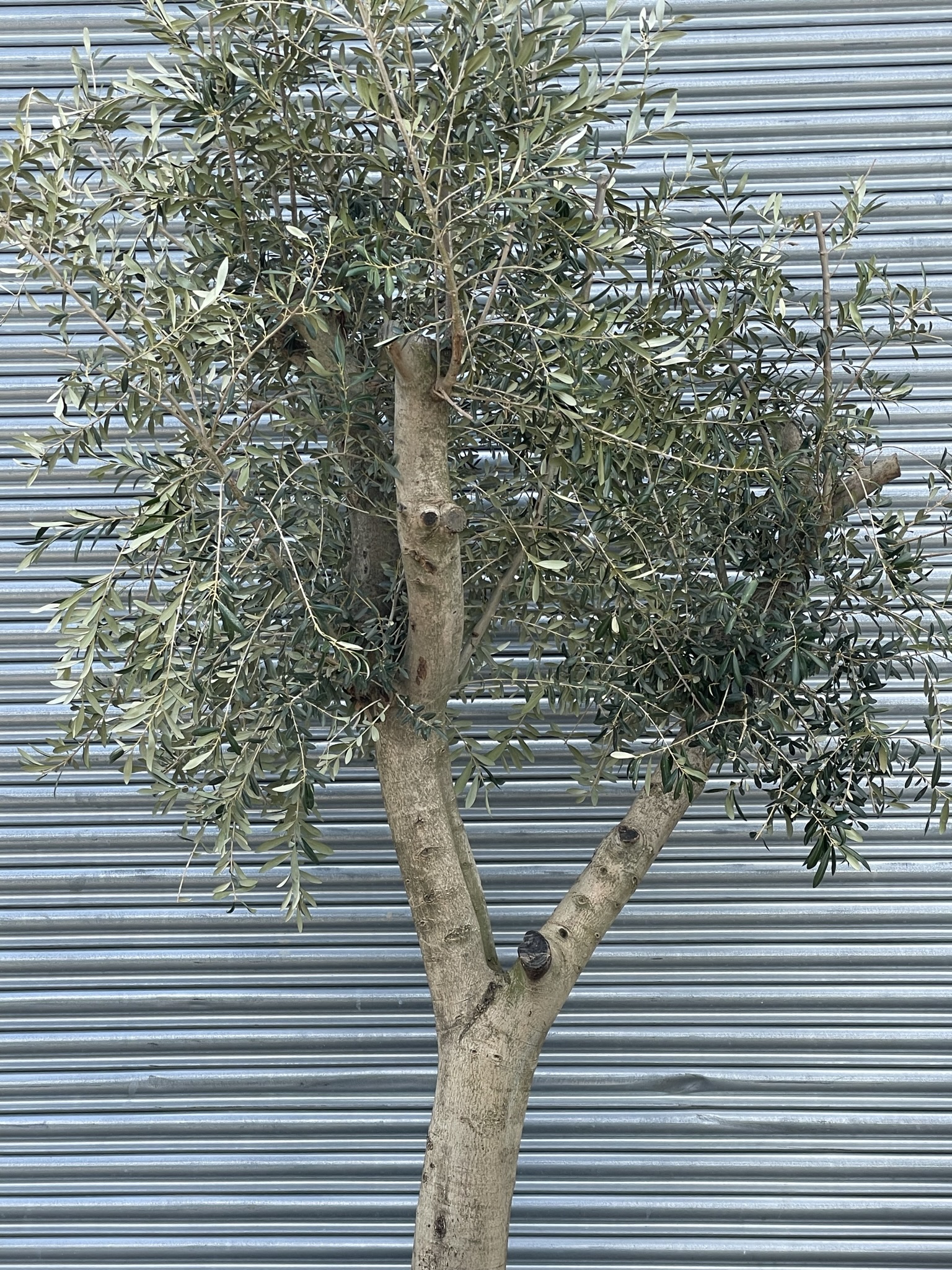 Tuscan form Olive tree - The Norfolk Olive Tree Company