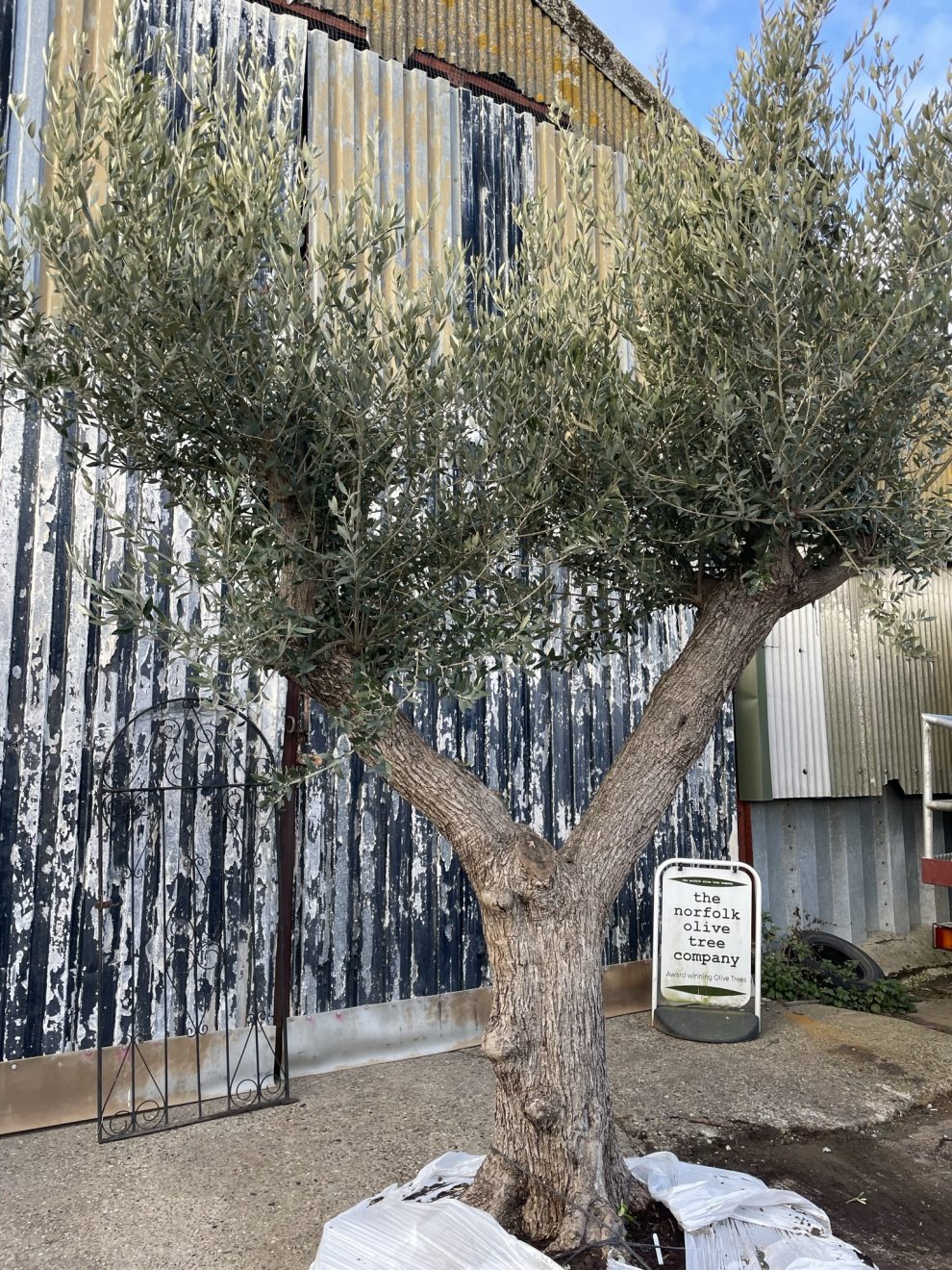 10ft tall Ancient Olive Tree - The Norfolk Olive Tree Company