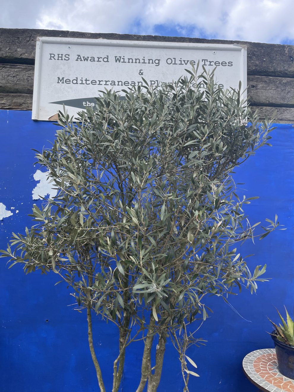 Multi stemmed Olive Tree - The Norfolk Olive Tree Company