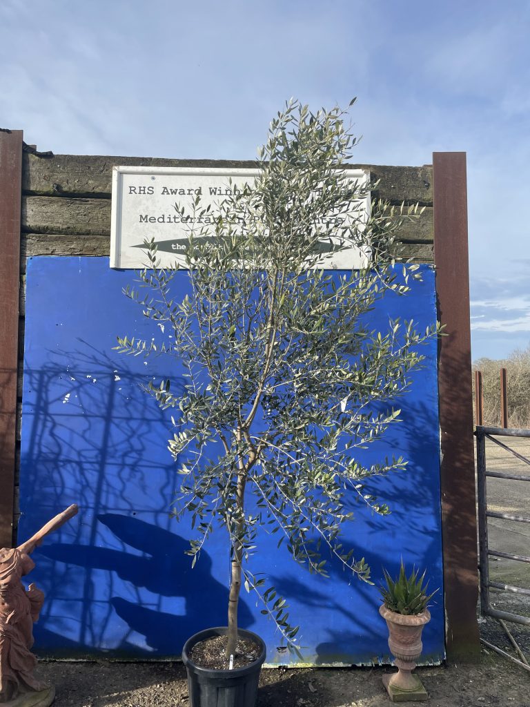 Tuscan Crown Olive Tree - free delivery - The Norfolk Olive Tree Company