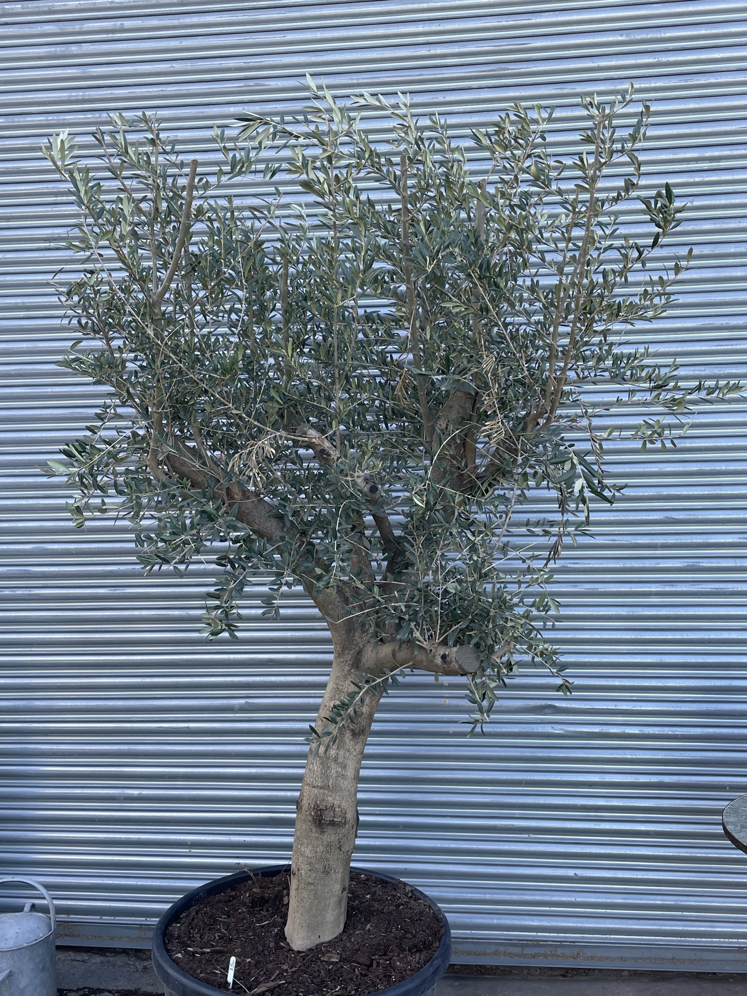 Smooth stem Olive tree - The Norfolk Olive Tree Company