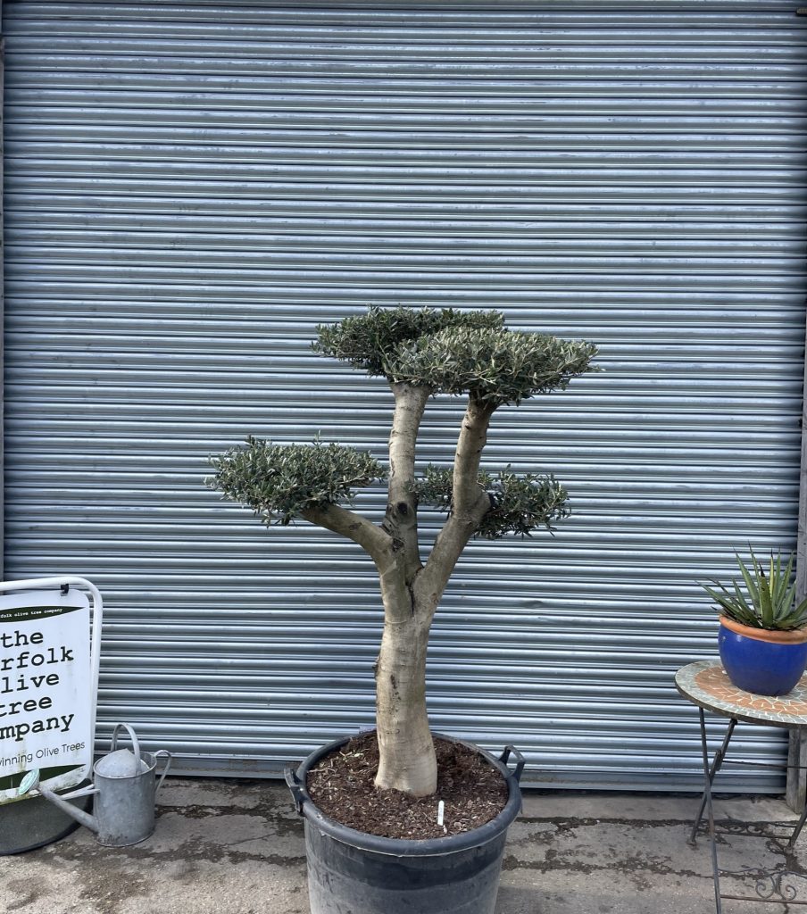 Patio cloud tree 240 - The Norfolk Olive Tree Company