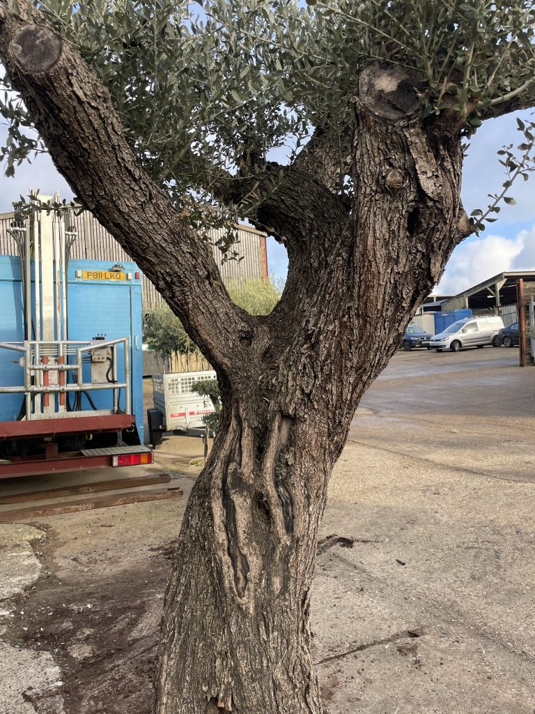 Tall gnarled Olive tree - The Norfolk Olive Tree Company