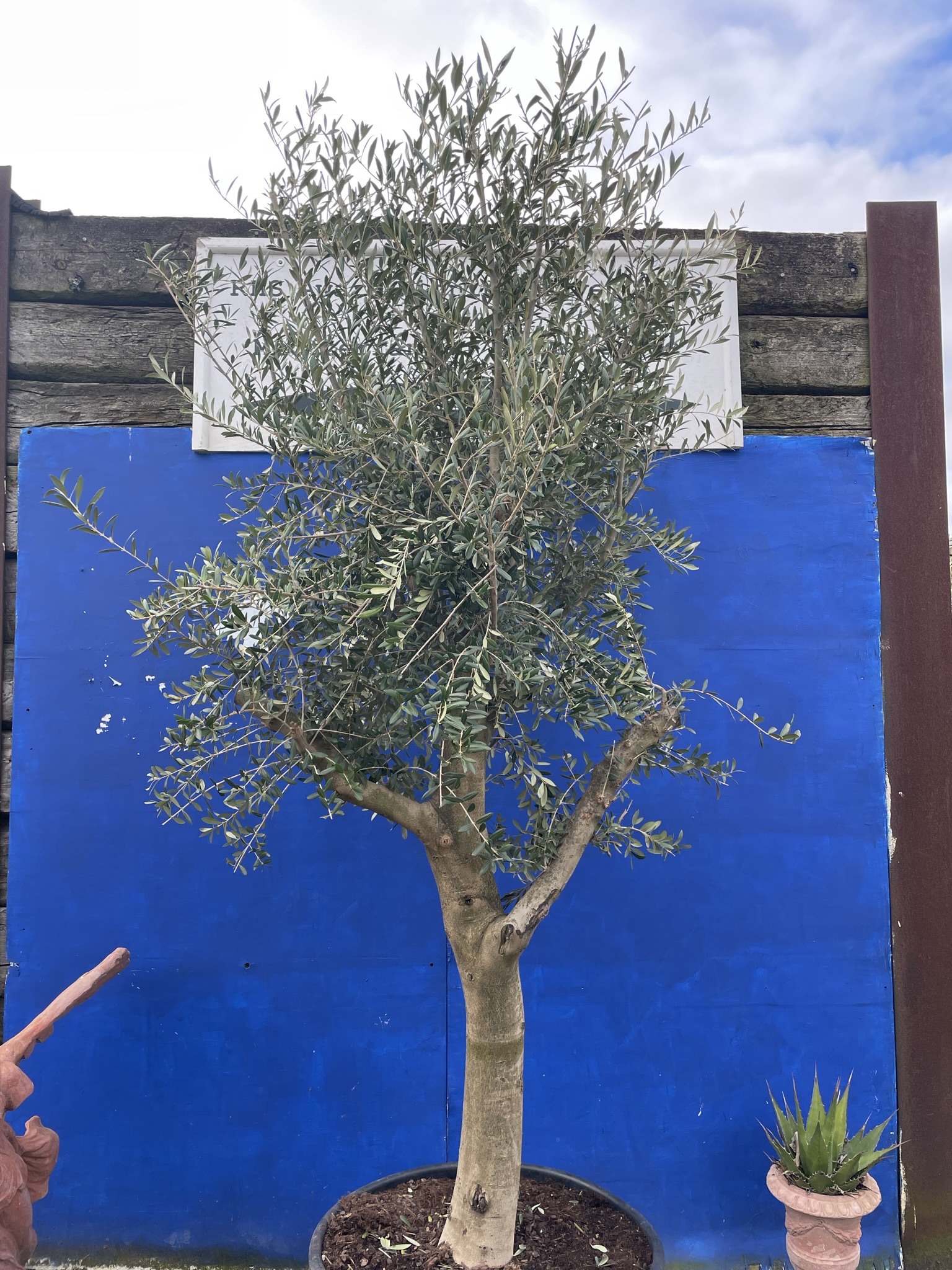 Smooth stem branched Olive tree - The Norfolk Olive Tree Company