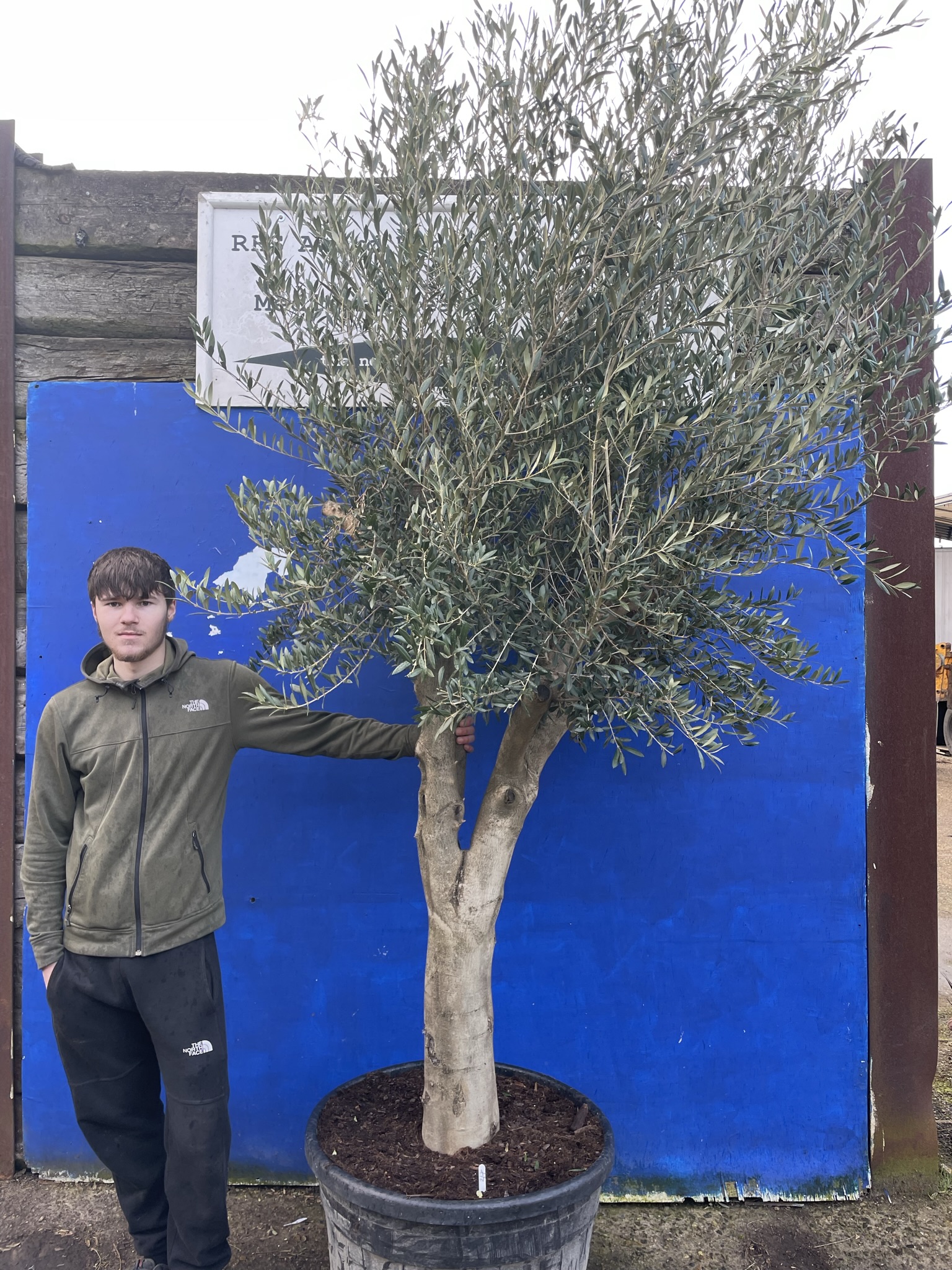 Arbequina Olive Tree - The Norfolk Olive Tree Company