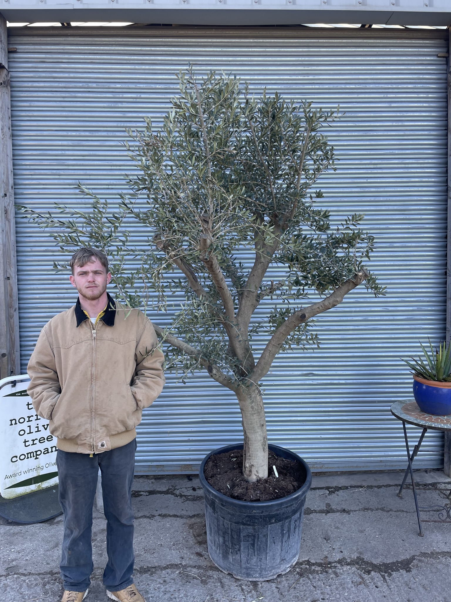 Smooth stem Olive tree - The Norfolk Olive Tree Company