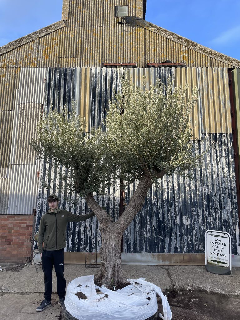10ft tall Ancient Olive Tree - The Norfolk Olive Tree Company