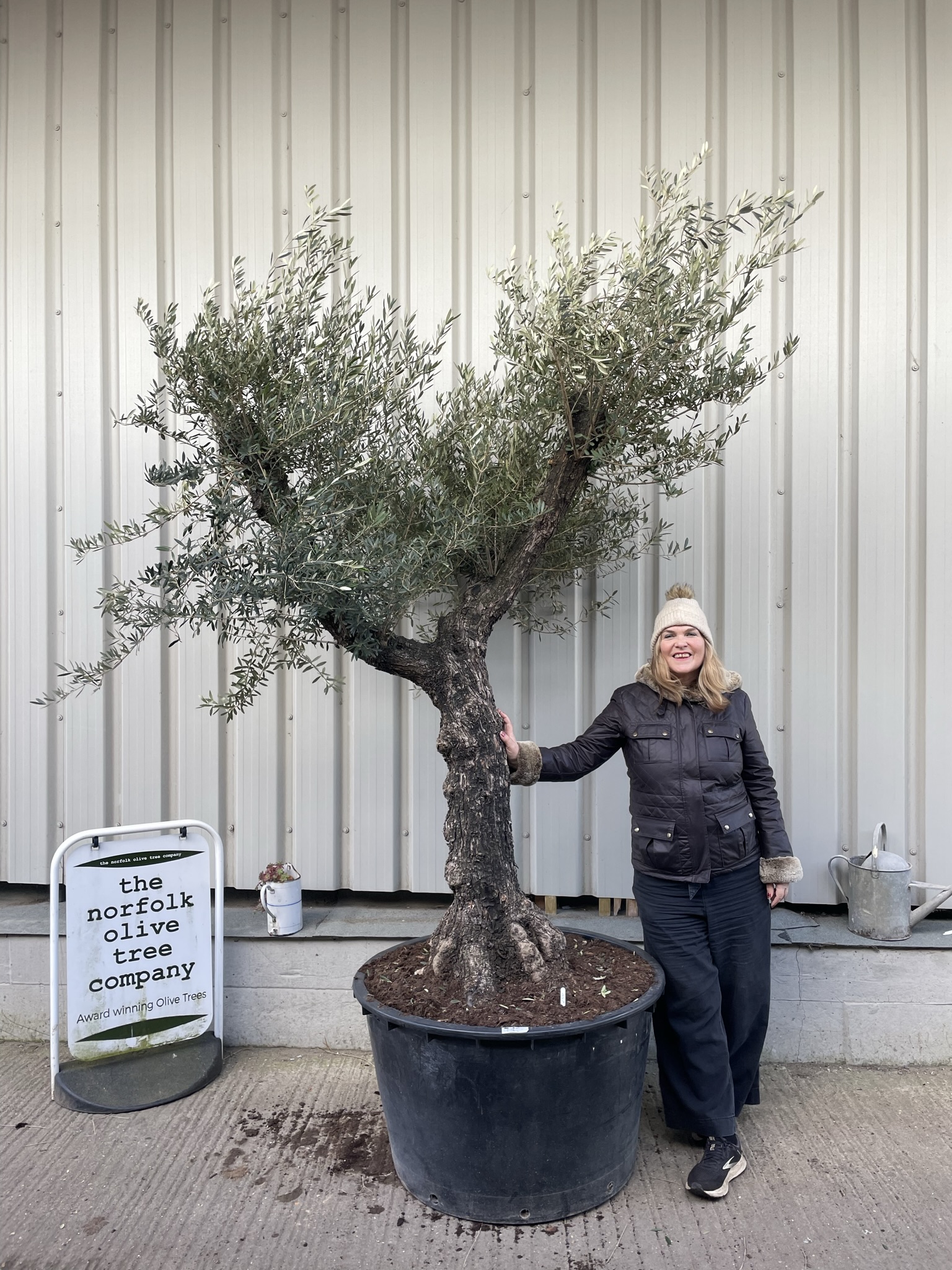 Gnarled Tuscan Olive tree - The Norfolk Olive Tree Company