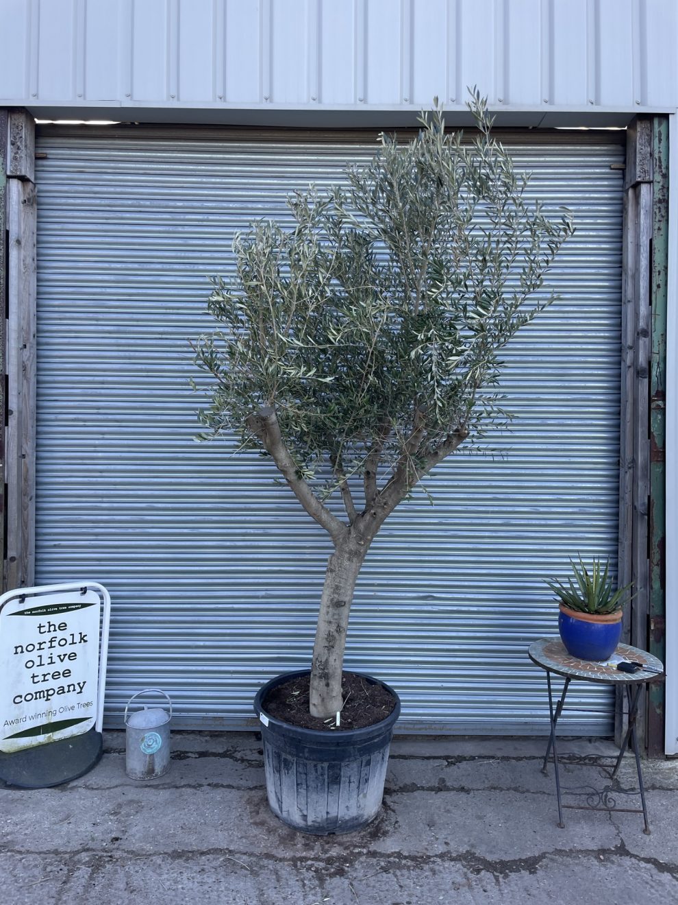 Arbequina Olive Tree 260 - The Norfolk Olive Tree Company