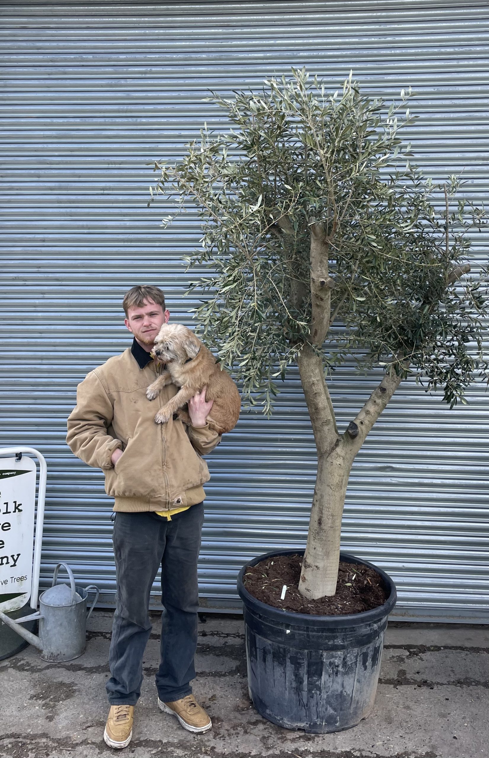 Tuscan form Olive tree - The Norfolk Olive Tree Company