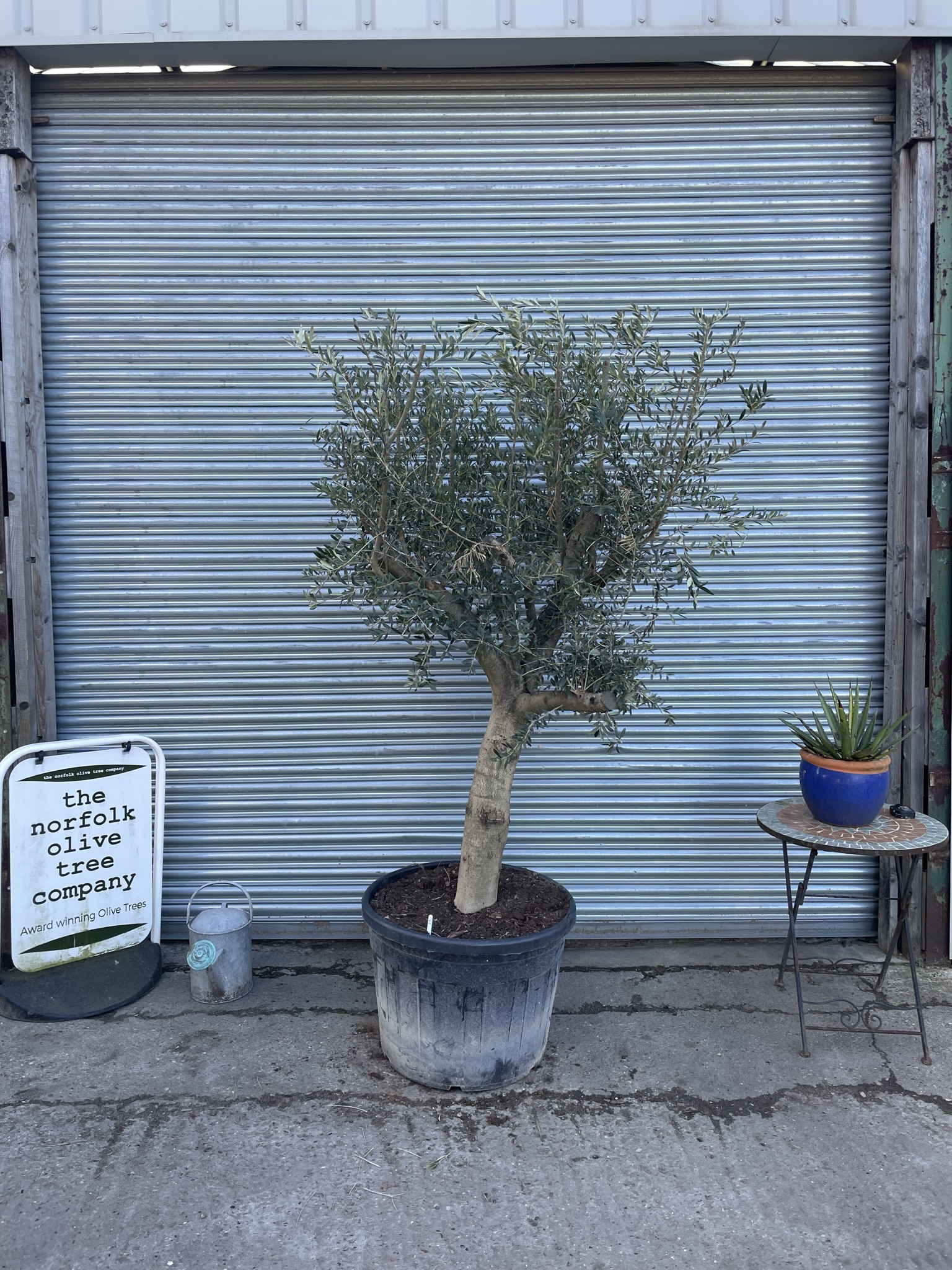 Smooth stem Olive tree - The Norfolk Olive Tree Company