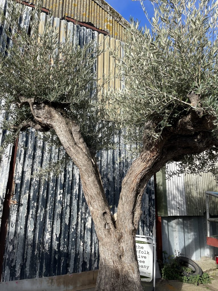 Tall ancient Olive tree - The Norfolk Olive Tree Company