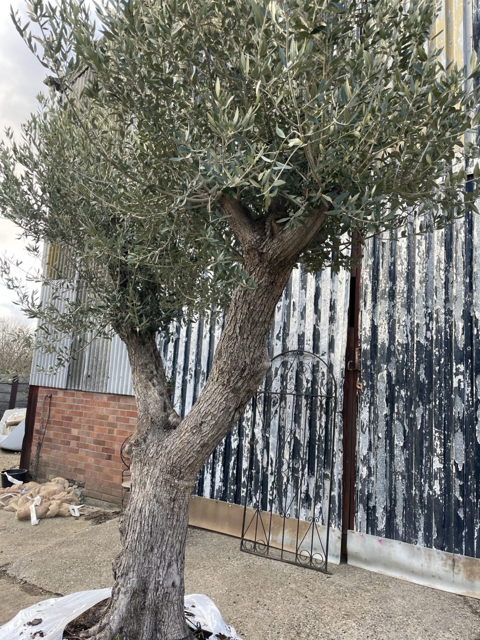 10ft tall Ancient Olive Tree - The Norfolk Olive Tree Company