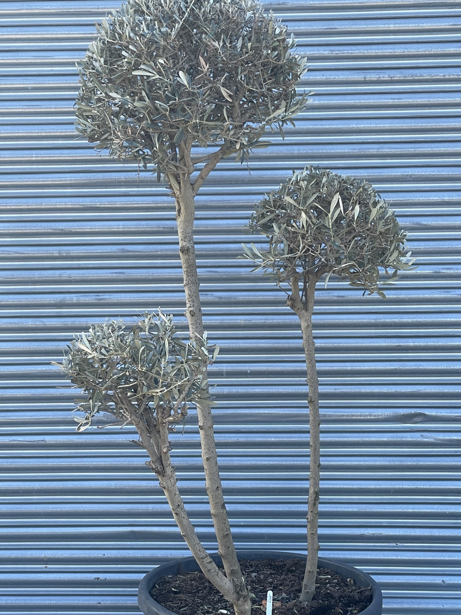 Pom Pom Olive Tree for sale free delivery. - The Norfolk Olive Tree Company