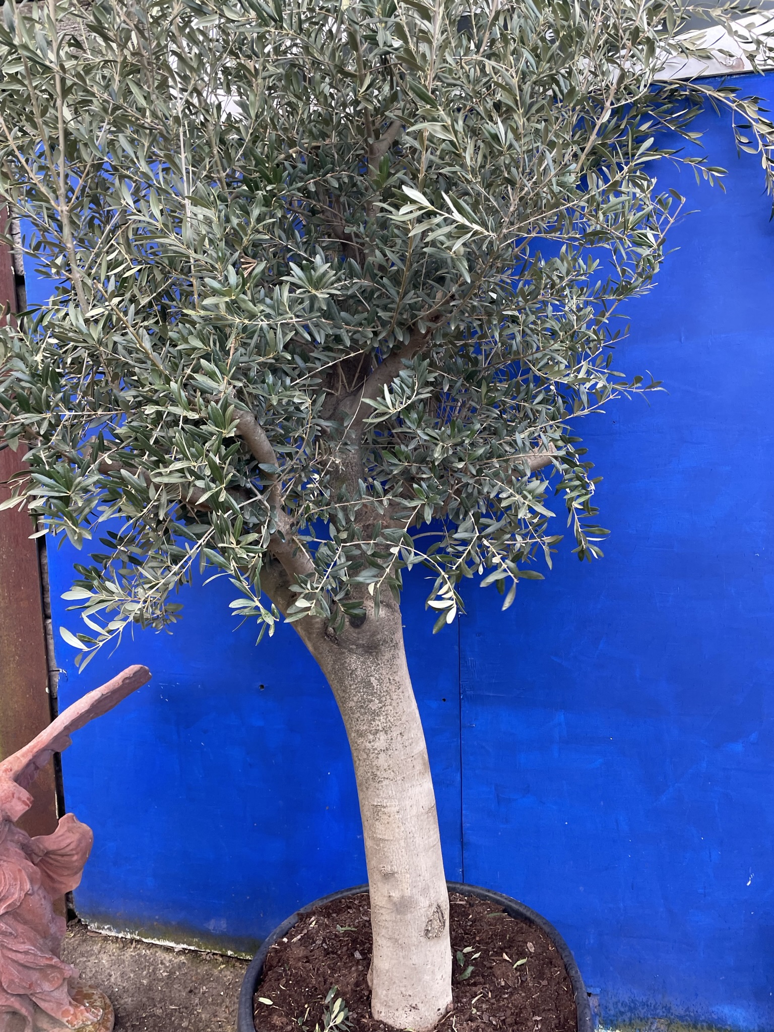 Mature Olive tree - The Norfolk Olive Tree Company