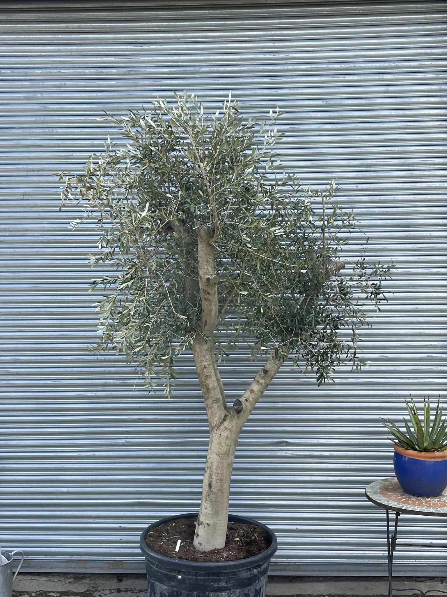 Tuscan form Olive tree - The Norfolk Olive Tree Company