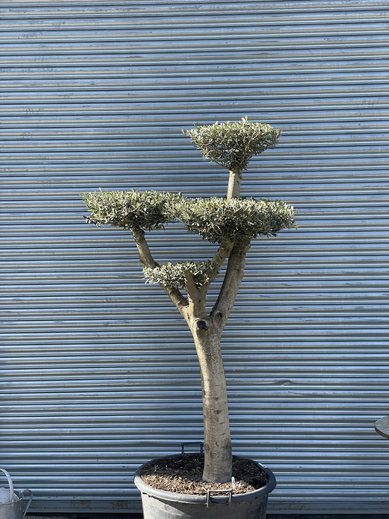 Patio cloud tree 241 - The Norfolk Olive Tree Company