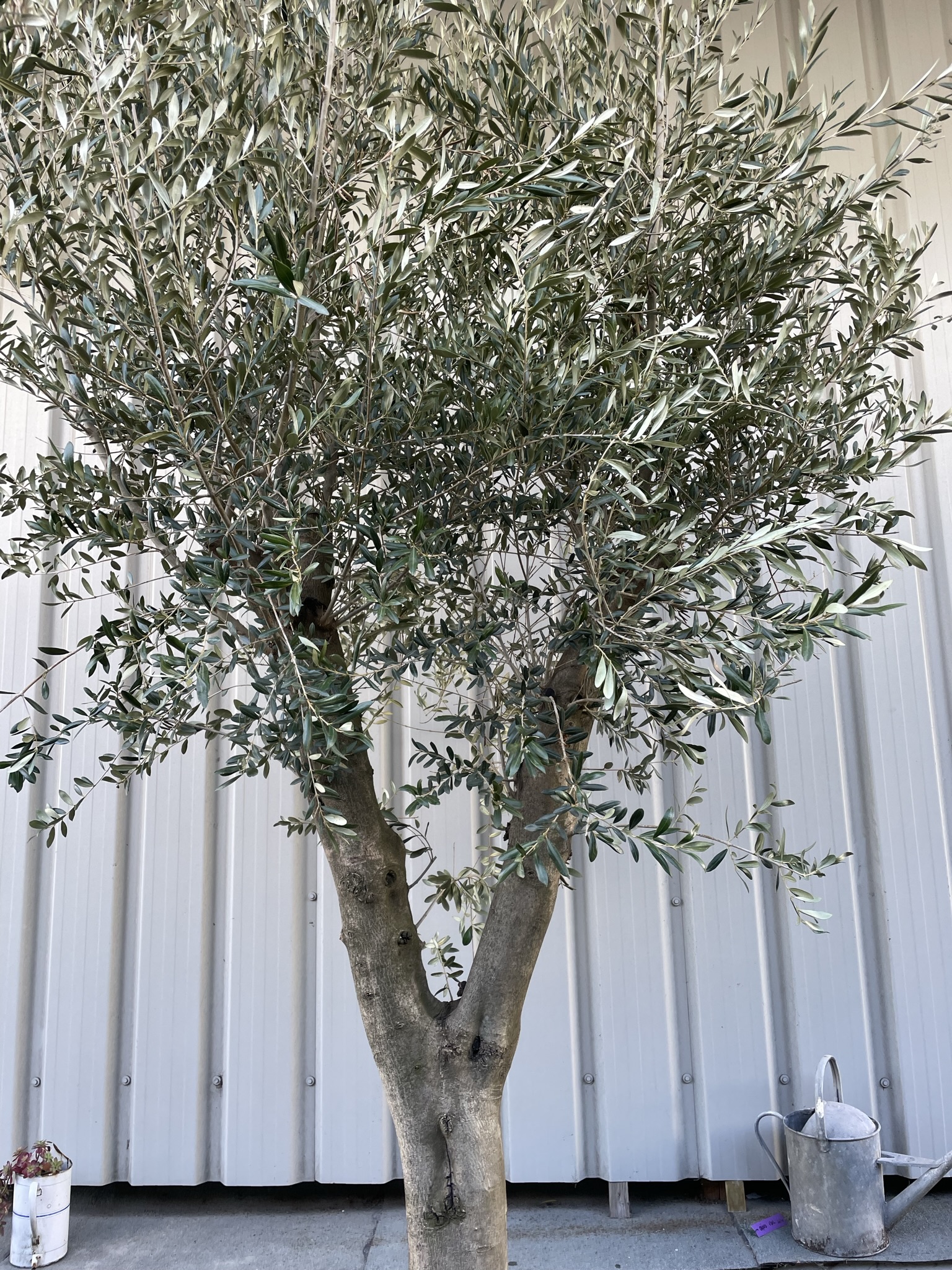 Tuscan form Olive tree - The Norfolk Olive Tree Company