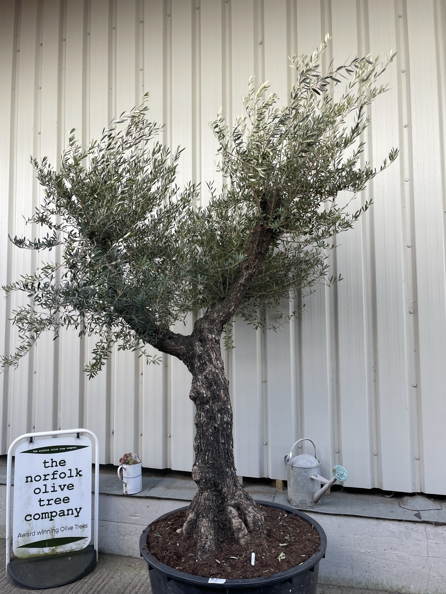 Gnarled Tuscan Olive tree - The Norfolk Olive Tree Company