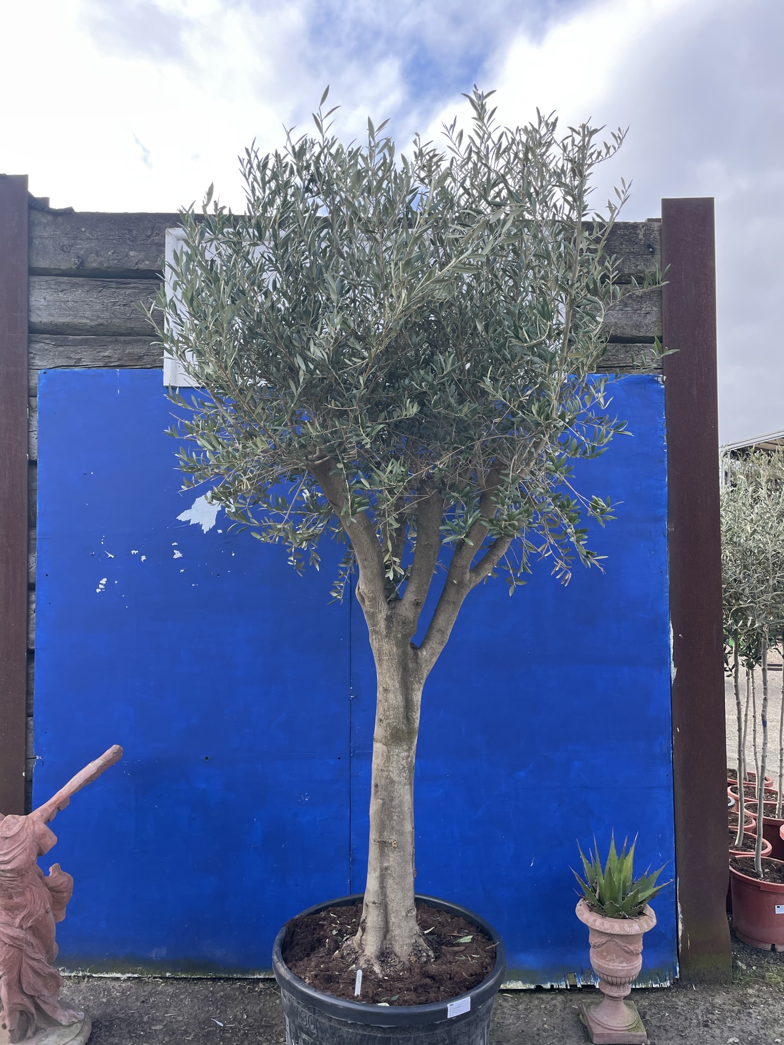 Smooth stem branched Olive tree - The Norfolk Olive Tree Company