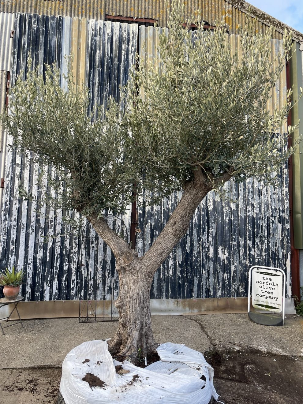 10ft tall Ancient Olive Tree - The Norfolk Olive Tree Company