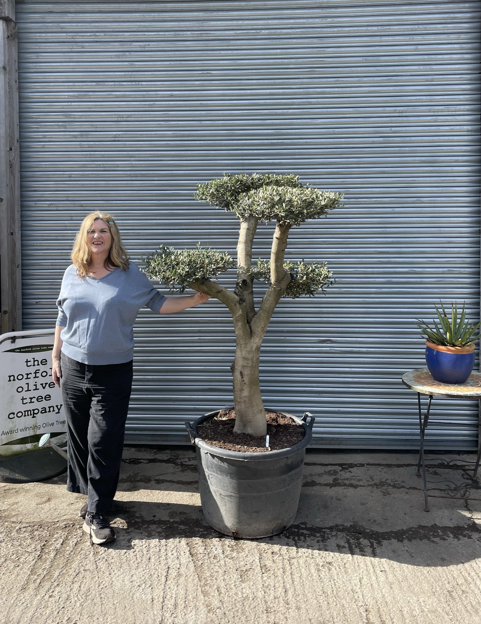 Patio cloud tree 240 - The Norfolk Olive Tree Company