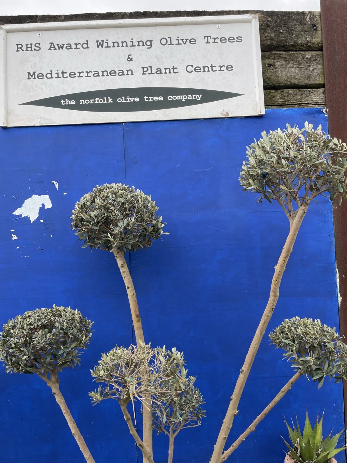 Mature Pom Pom Olive tree for sale.