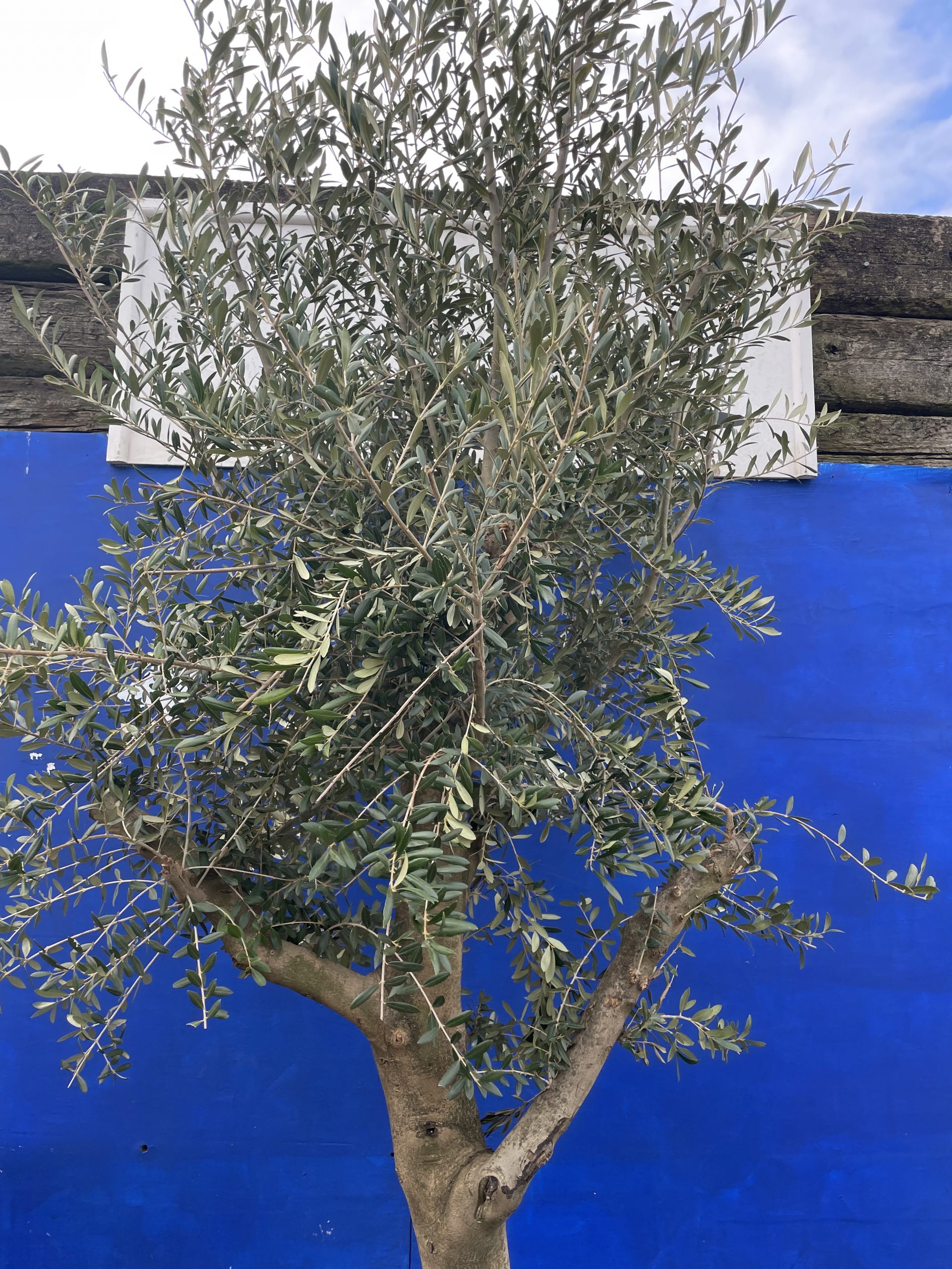 Smooth stem branched Olive tree - The Norfolk Olive Tree Company