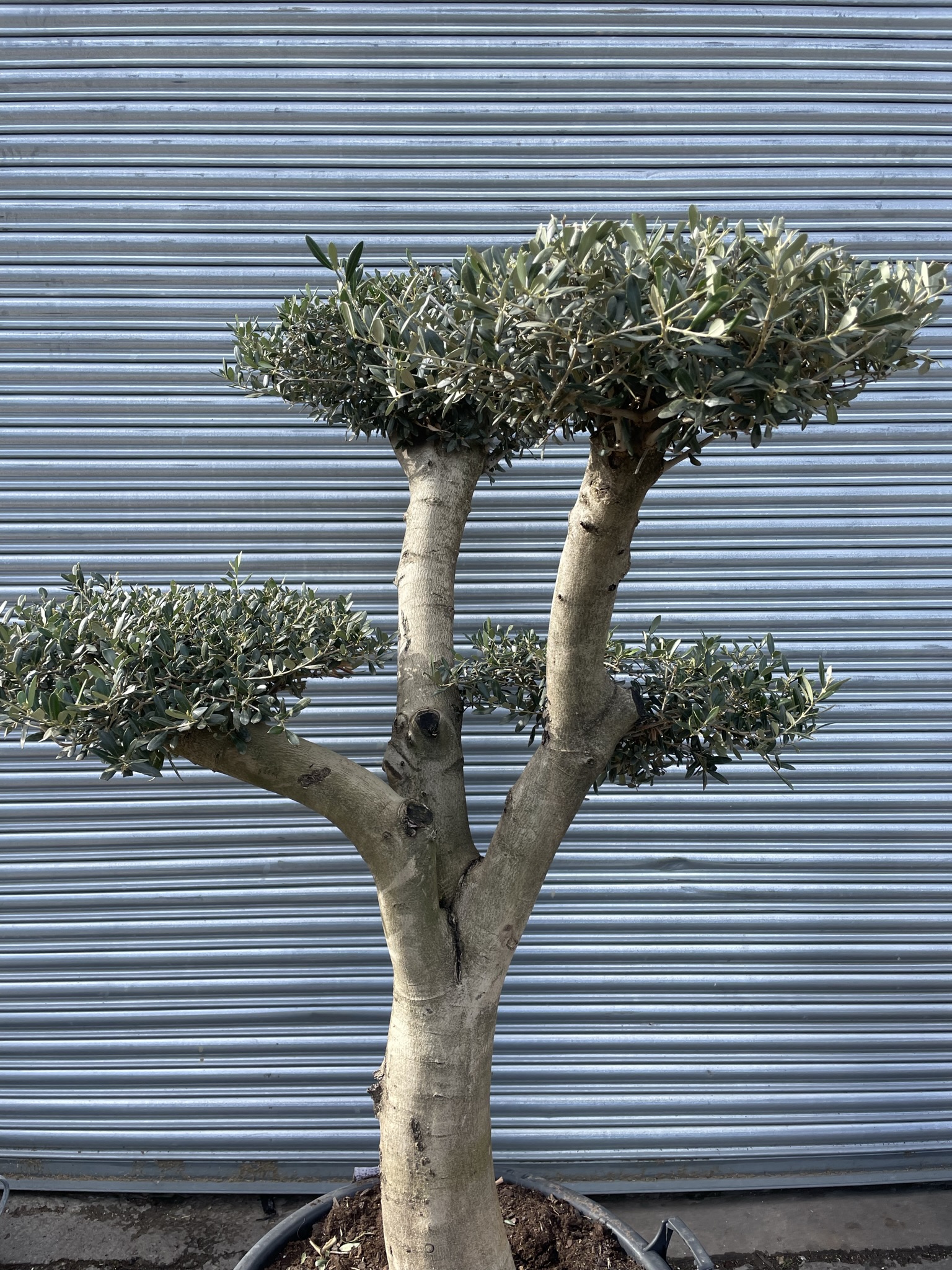 Patio cloud tree 240 - The Norfolk Olive Tree Company
