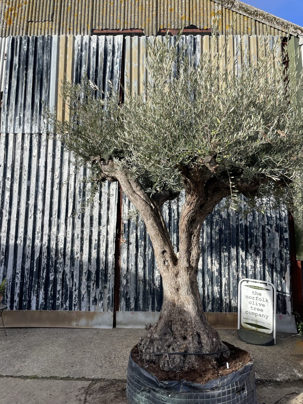 Tall ancient Olive tree - The Norfolk Olive Tree Company