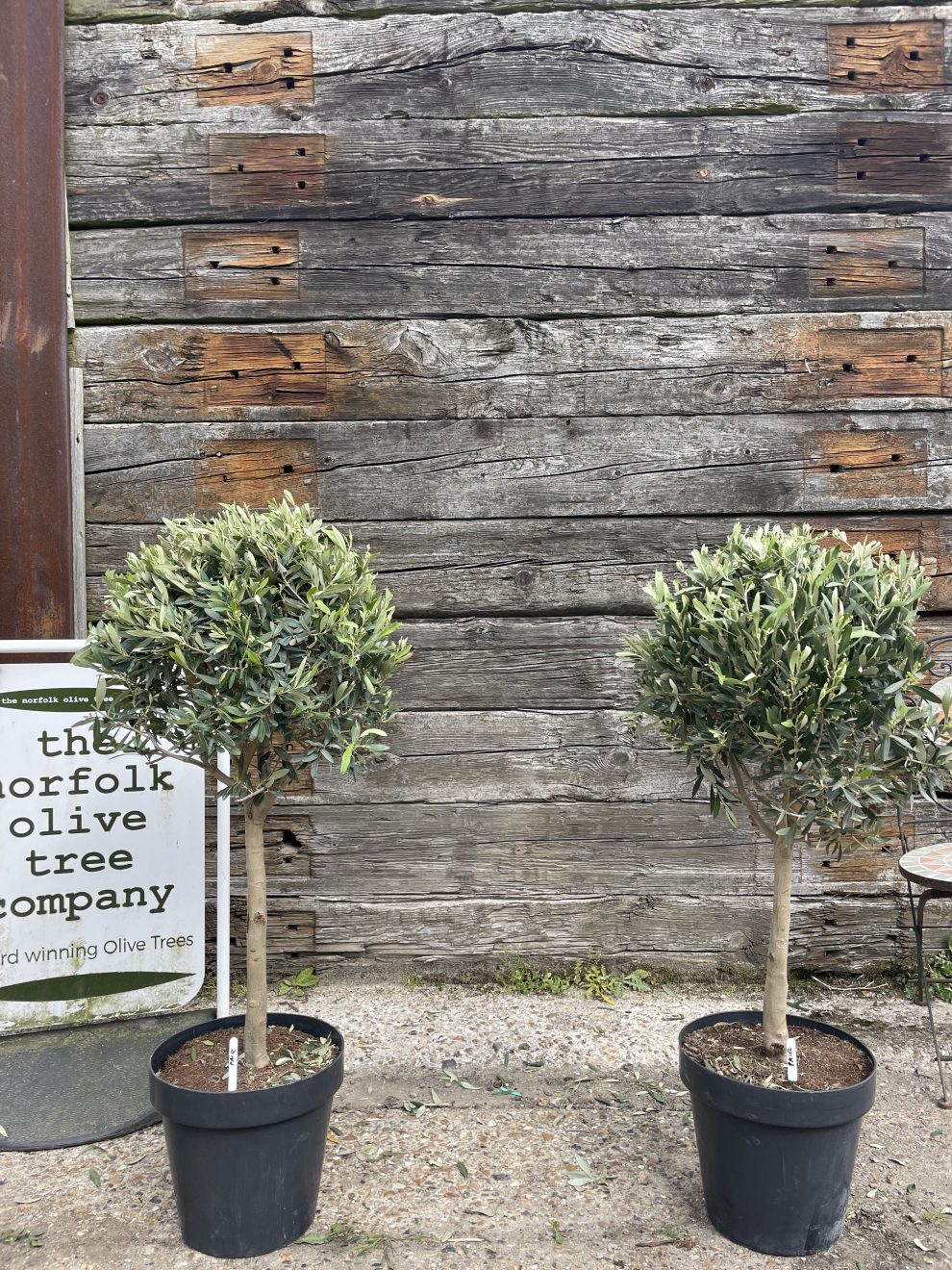 Pair of standard olive trees. Free delivery. - The Norfolk Olive Tree ...