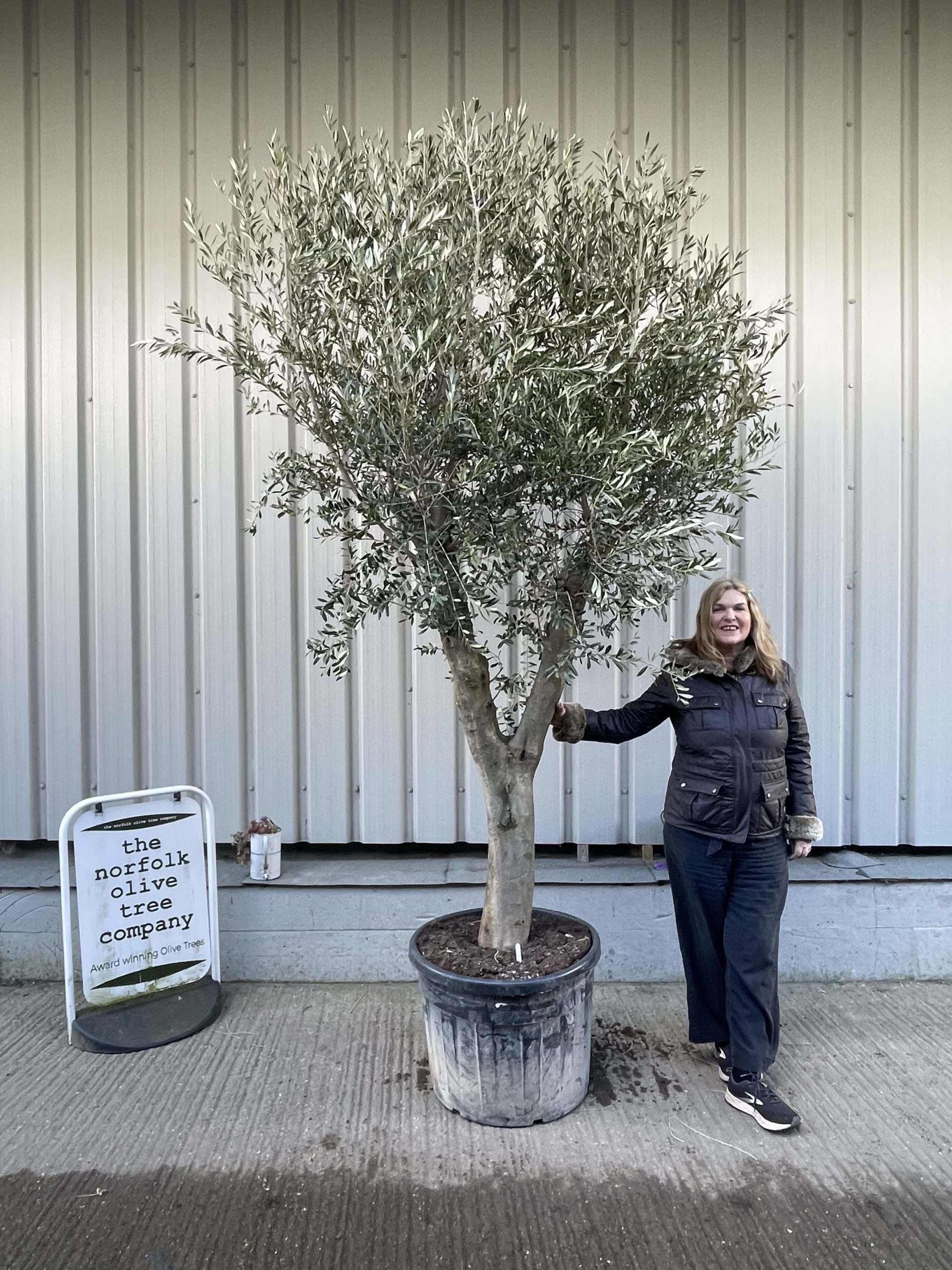 Tuscan form Olive tree - The Norfolk Olive Tree Company