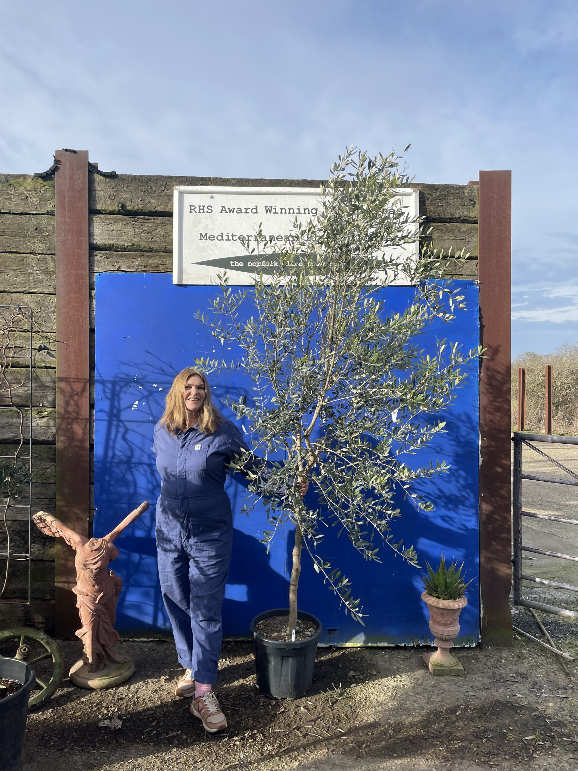 Tuscan Crown Olive Tree - free delivery - The Norfolk Olive Tree Company