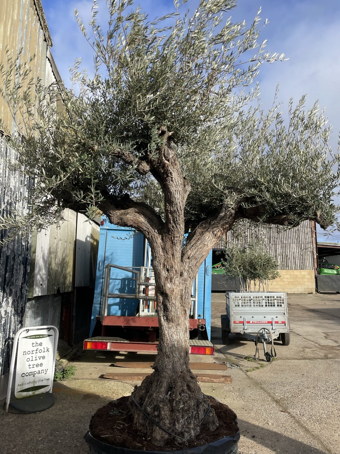 Tall ancient Olive tree - The Norfolk Olive Tree Company