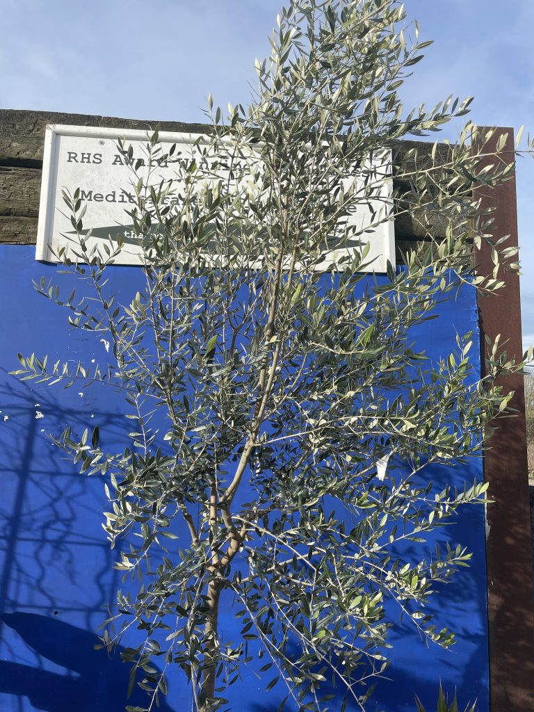 Tuscan Crown Olive Tree - free delivery - The Norfolk Olive Tree Company