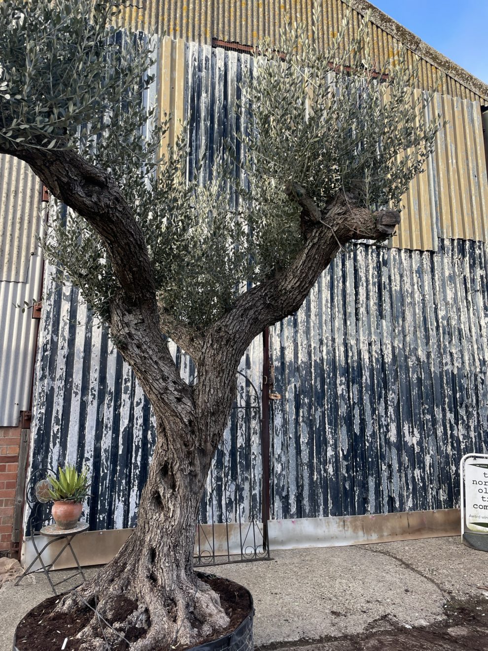 Tall gnarled Olive tree - The Norfolk Olive Tree Company