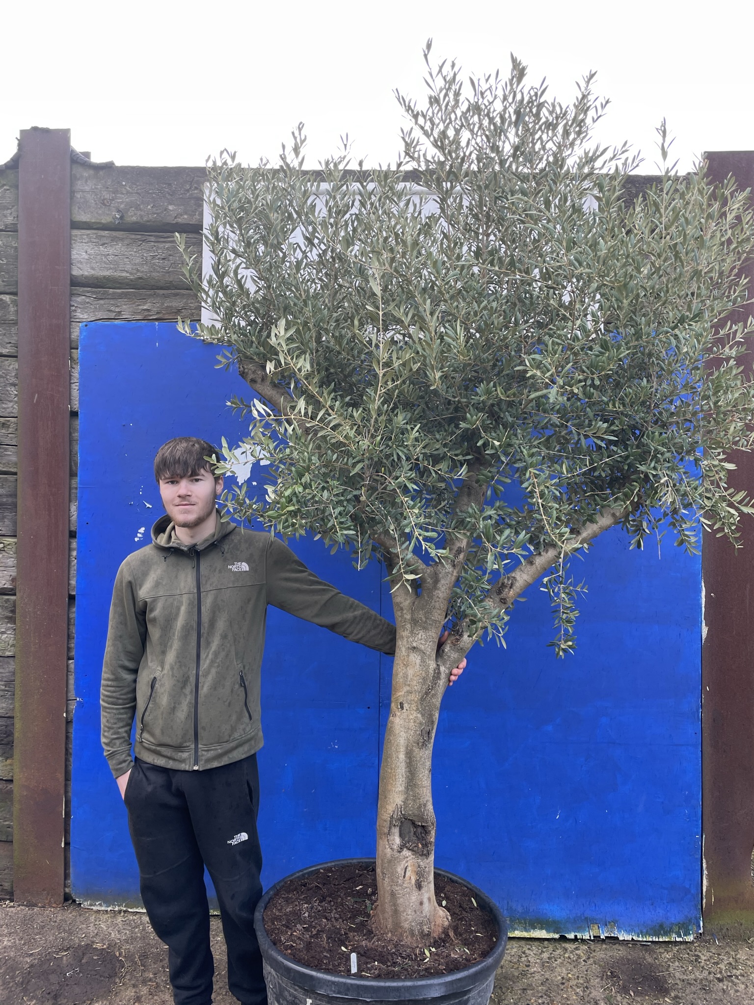 Smooth stem Olive tree - The Norfolk Olive Tree Company