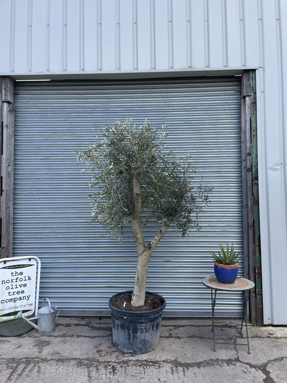 Tuscan form Olive tree - The Norfolk Olive Tree Company