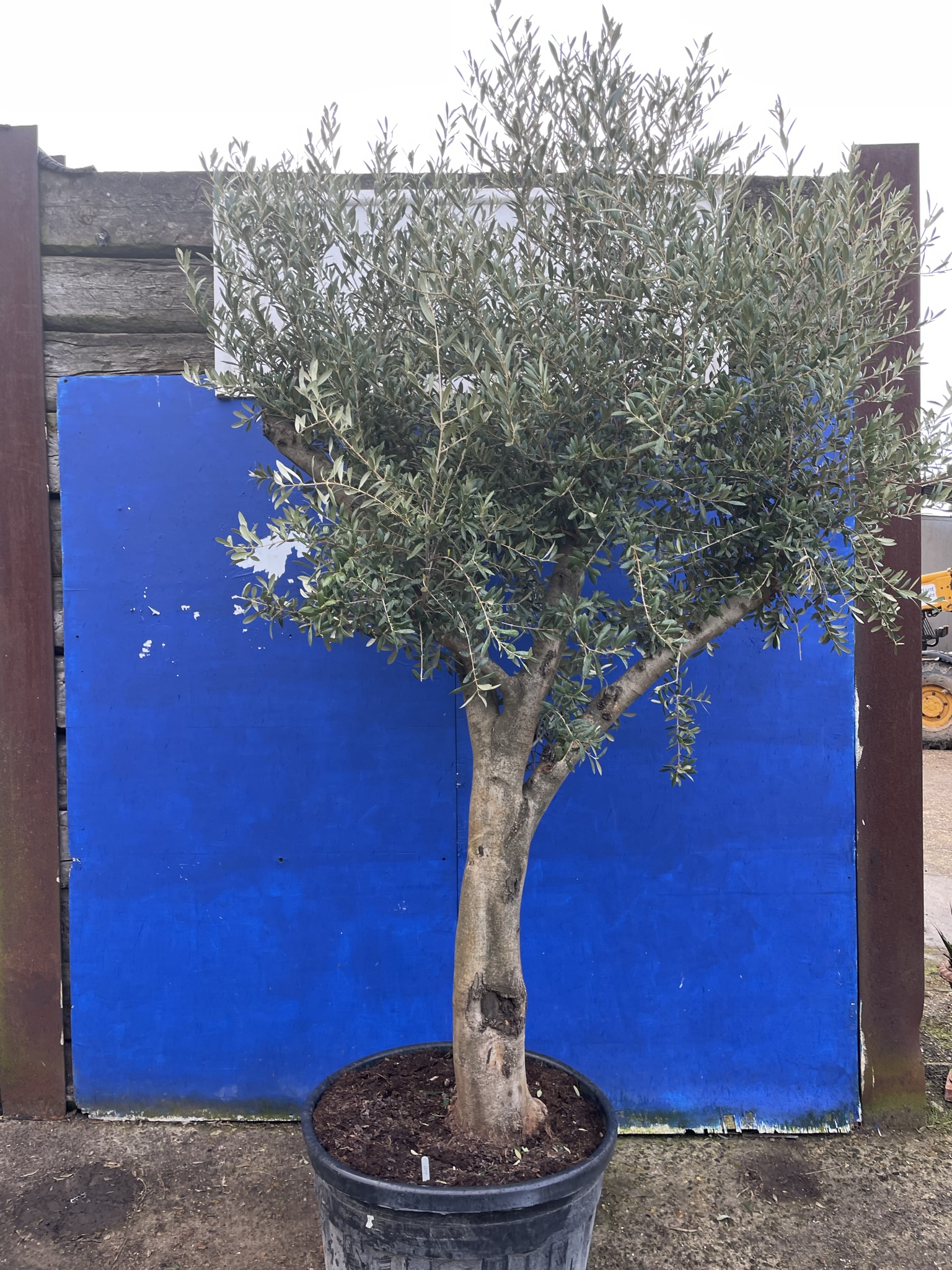 Smooth stem Olive tree - The Norfolk Olive Tree Company
