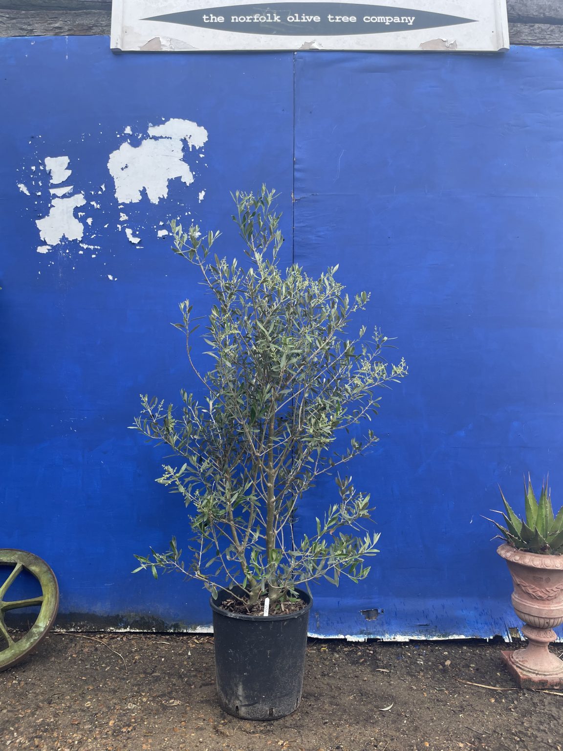 Olea europaea ‘Cipressino’ free delivery - The Norfolk Olive Tree Company