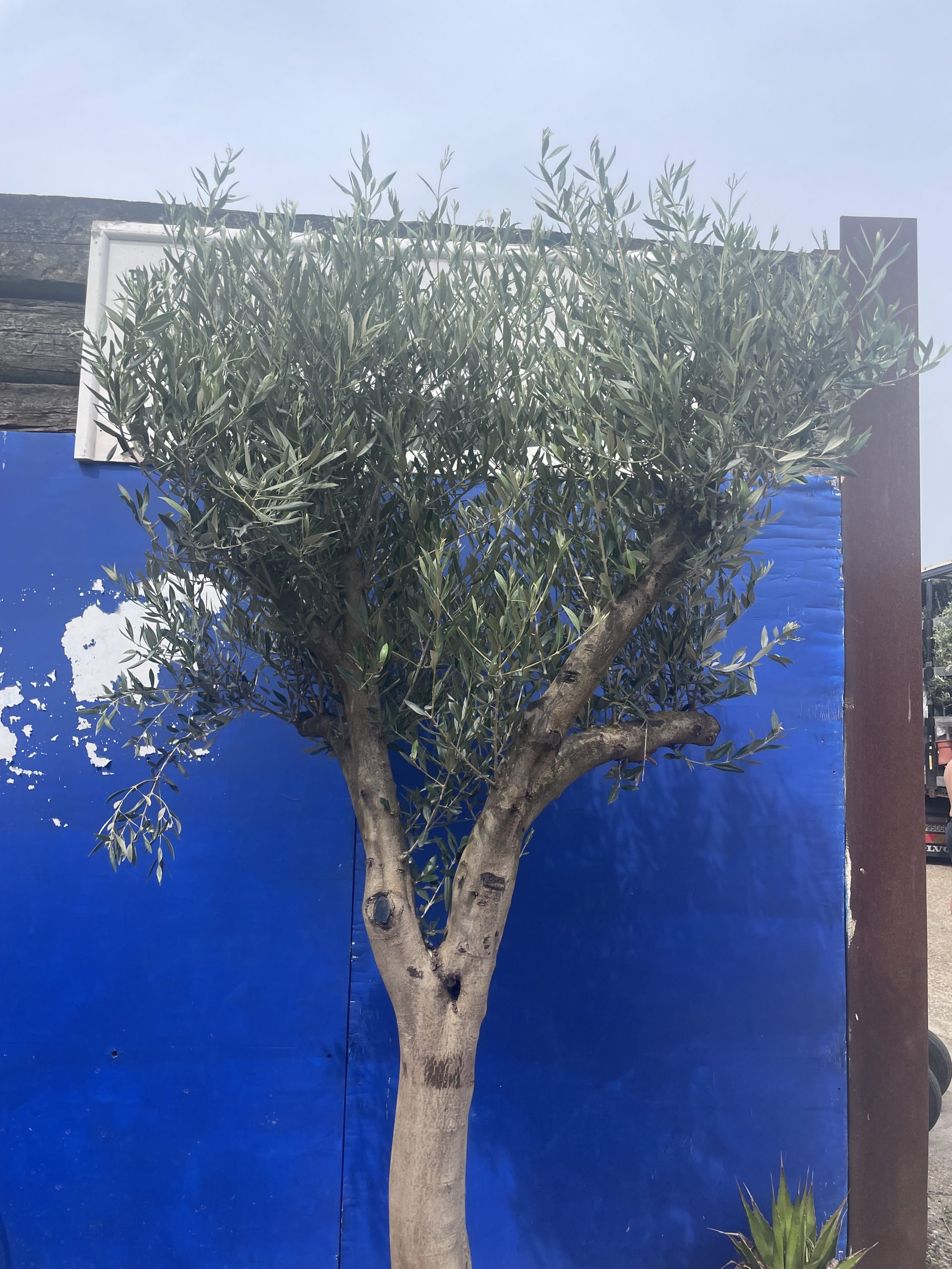 Smooth stem Olive tree - The Norfolk Olive Tree Company