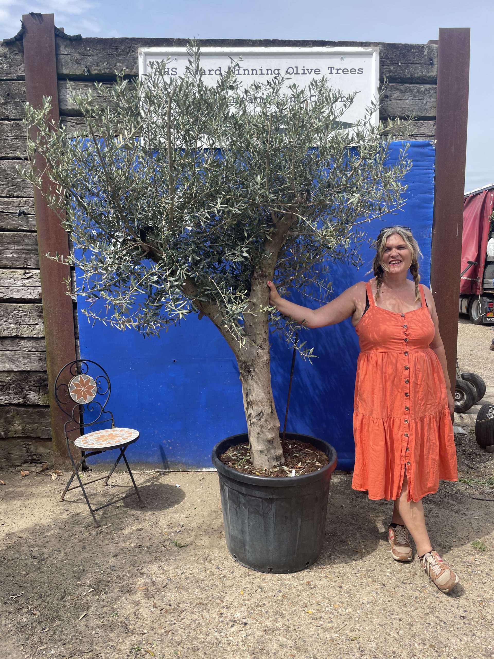 Smooth stem branched Olive tree - The Norfolk Olive Tree Company