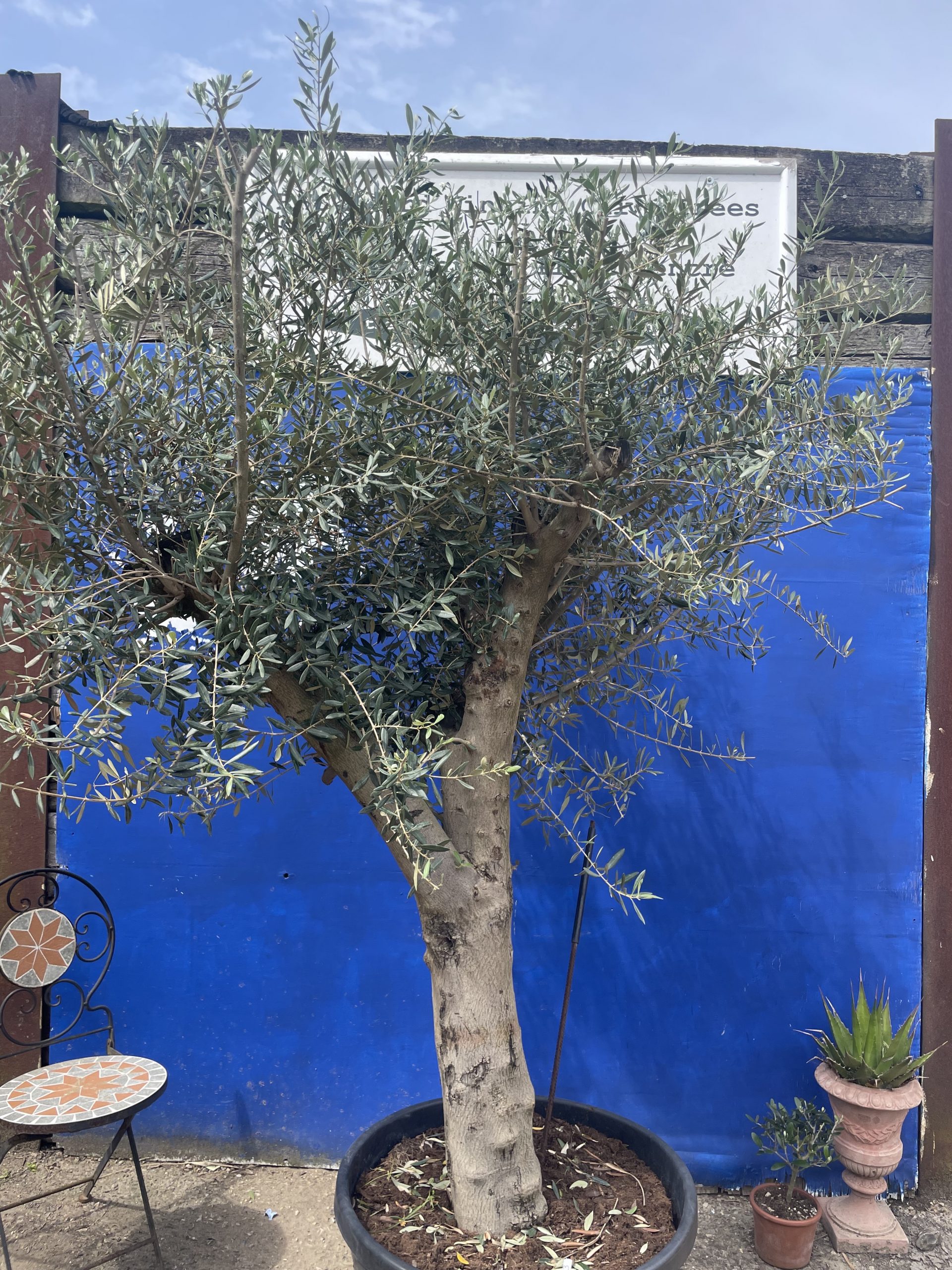 Smooth stem branched Olive tree - The Norfolk Olive Tree Company