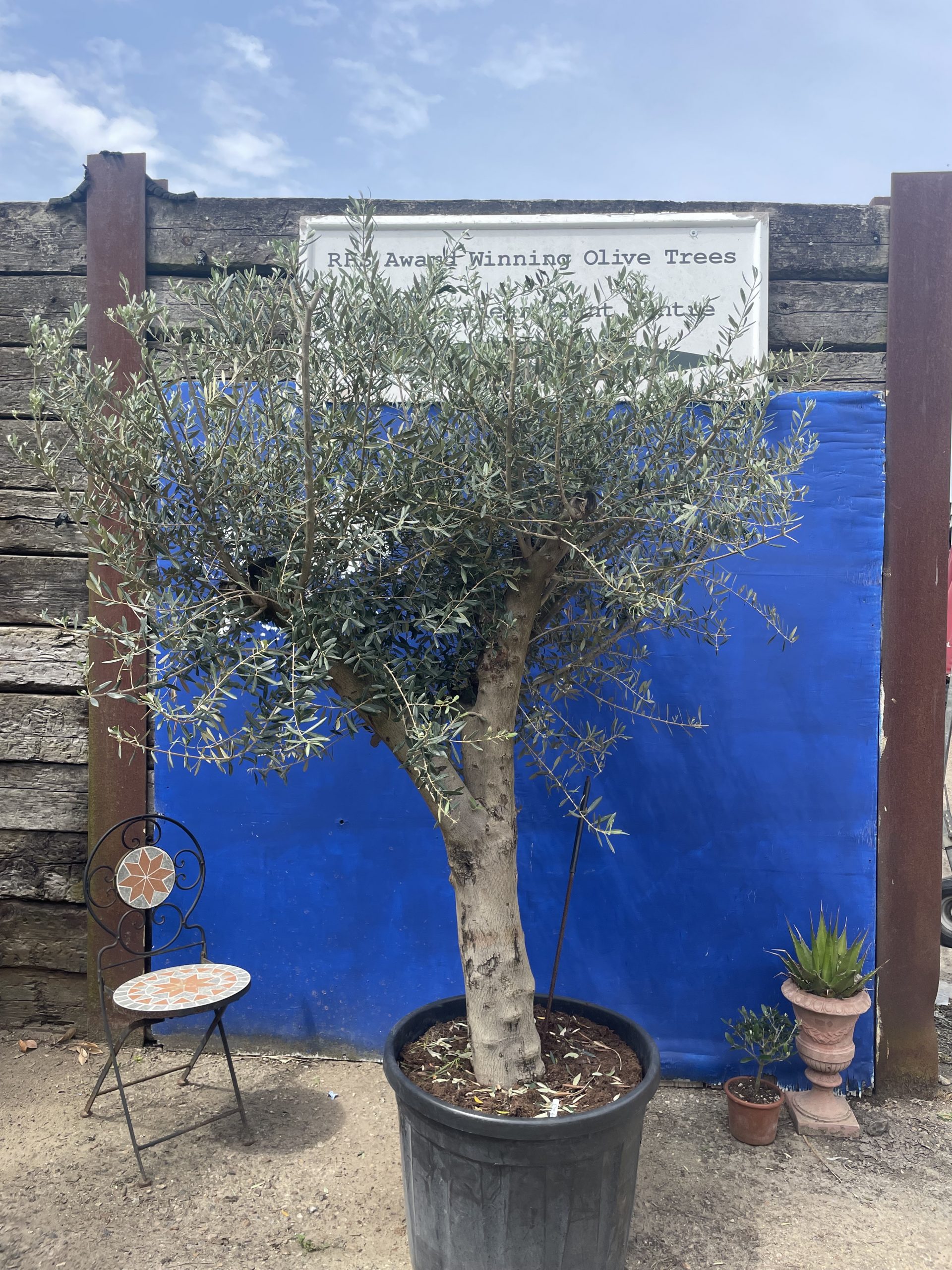 Smooth stem branched Olive tree - The Norfolk Olive Tree Company