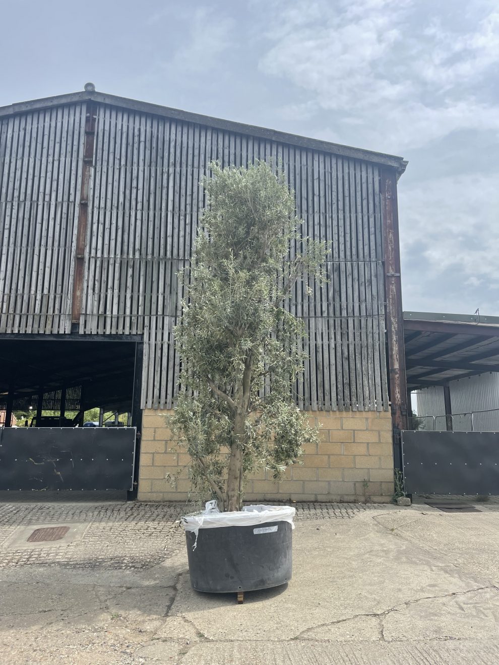Extra tall Olive tree - The Norfolk Olive Tree Company