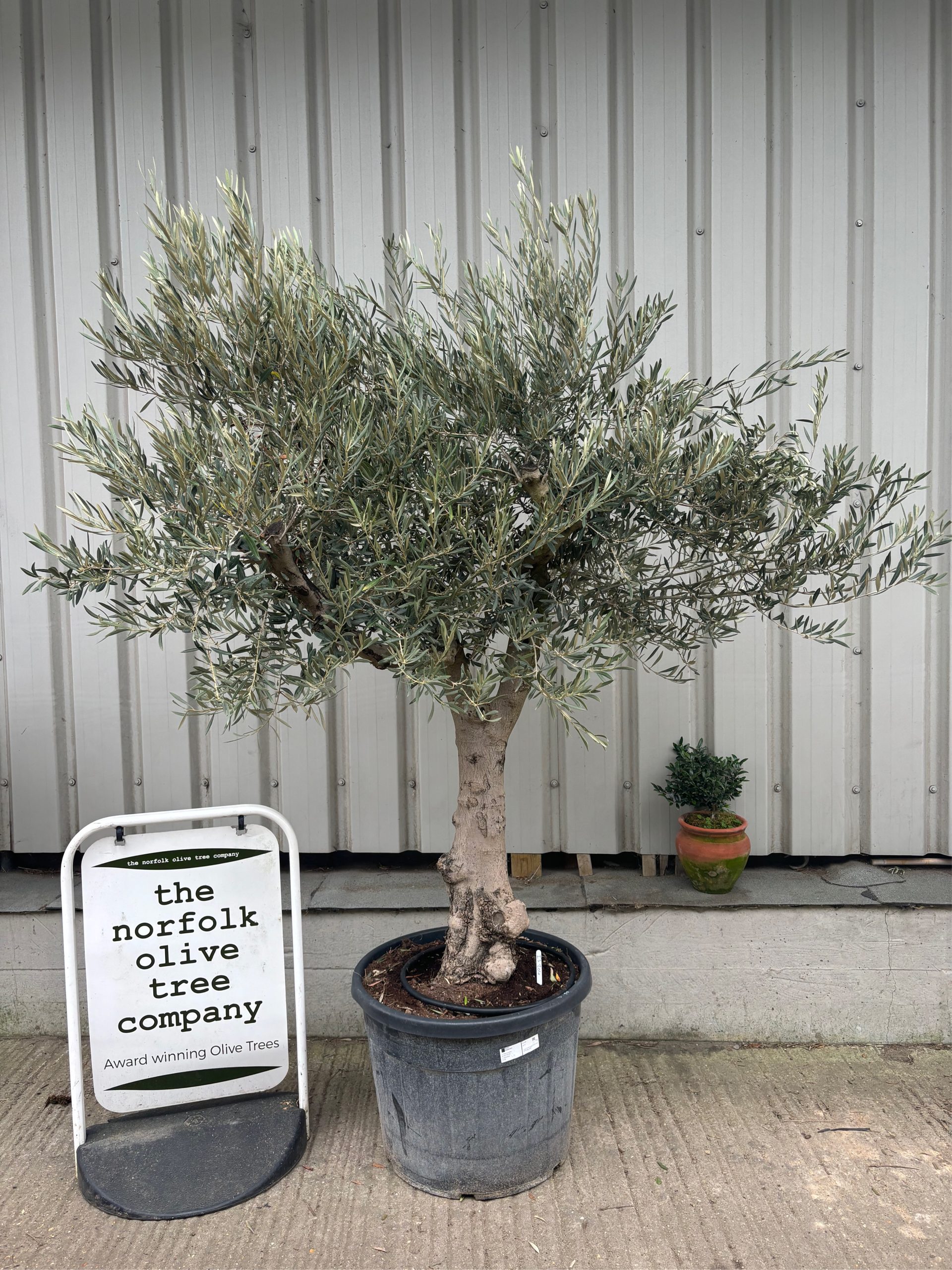 Gordal Olive tree - The Norfolk Olive Tree Company